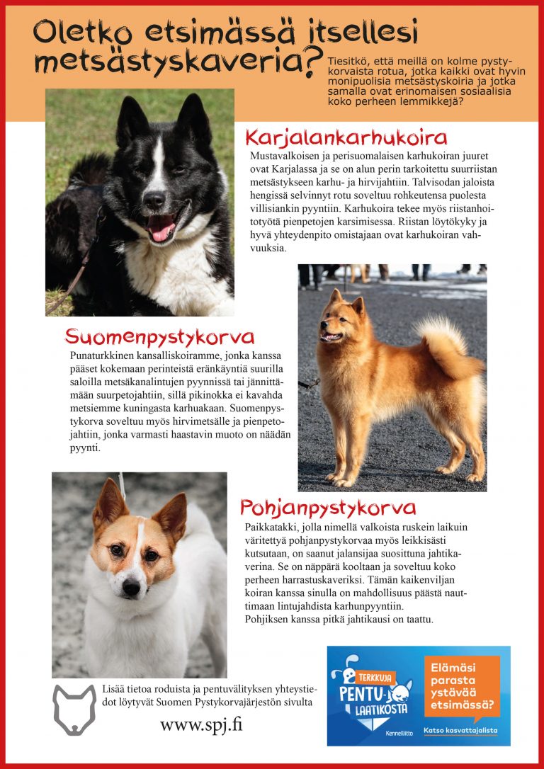 Harkinnassa pystykorva? – Suomen Pystykorvajärjestö