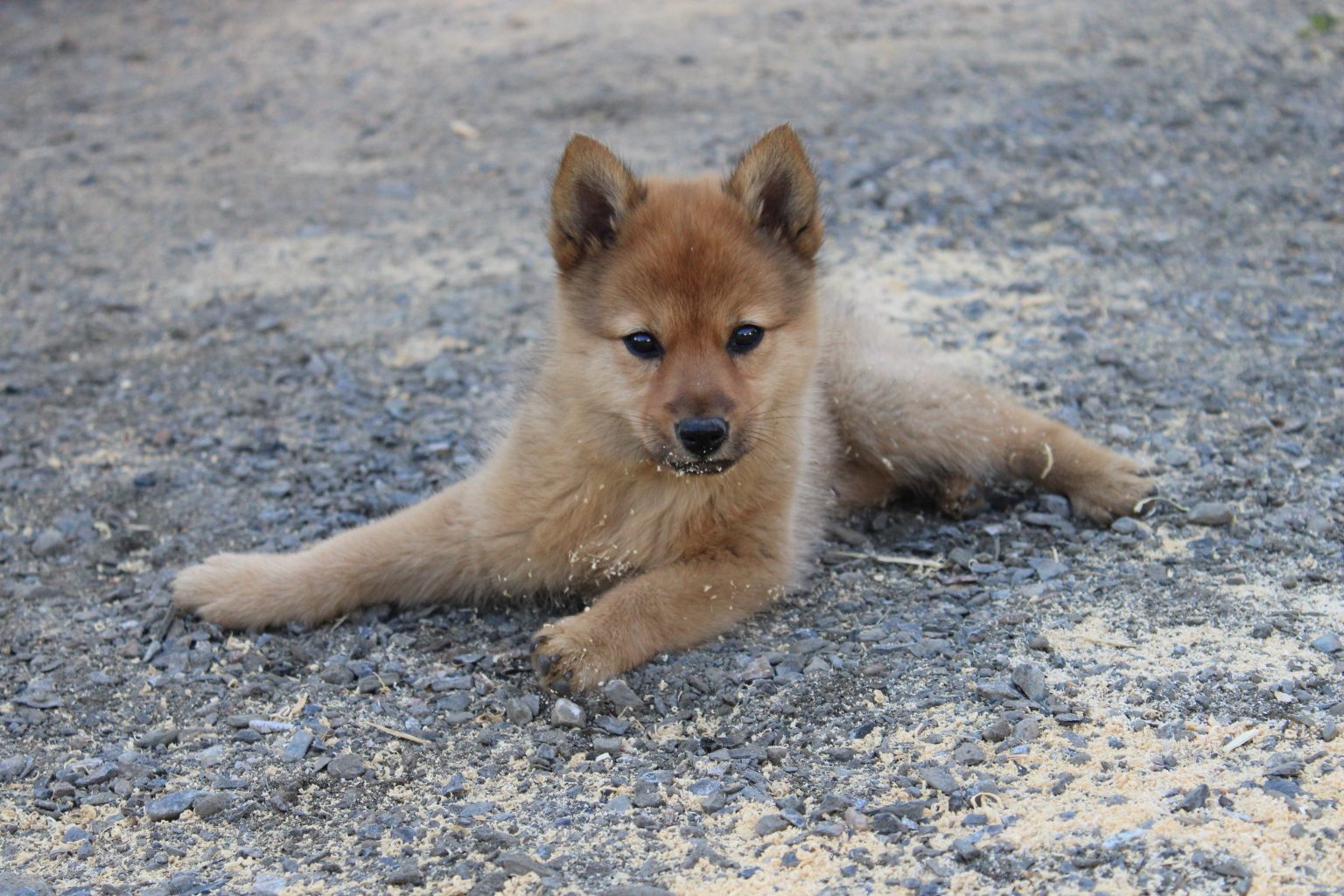 Minulleko suomenpystykorvan pentu? – Suomen Pystykorvajärjestö
